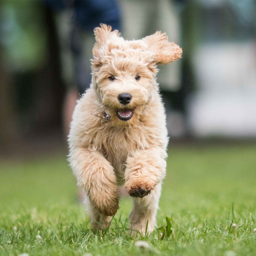 Pet Health Scheme The Crossings Veterinary Centre Pet Health Scheme The Crossings Veterinary Centre